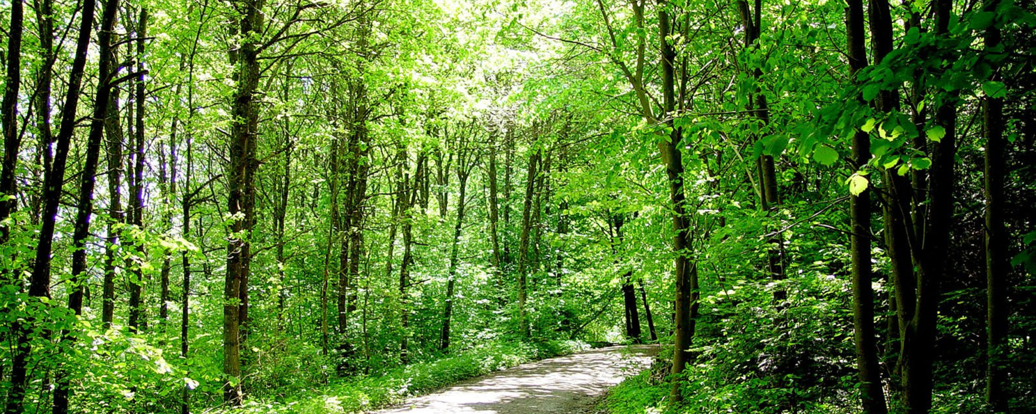 Baumpollenallergie (Bet v 1-superfamilie) - SolonAllergy